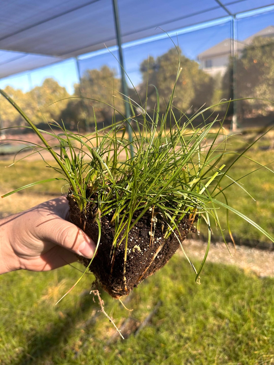 Carex Pansa Bareroot 4" Plants - Drought-tolerant California Meadow ...