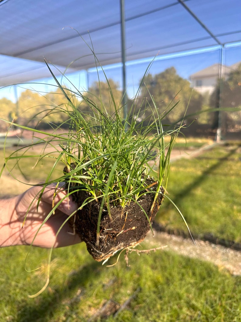 Carex Pansa Bareroot 4" Plants - Drought-tolerant California Meadow ...