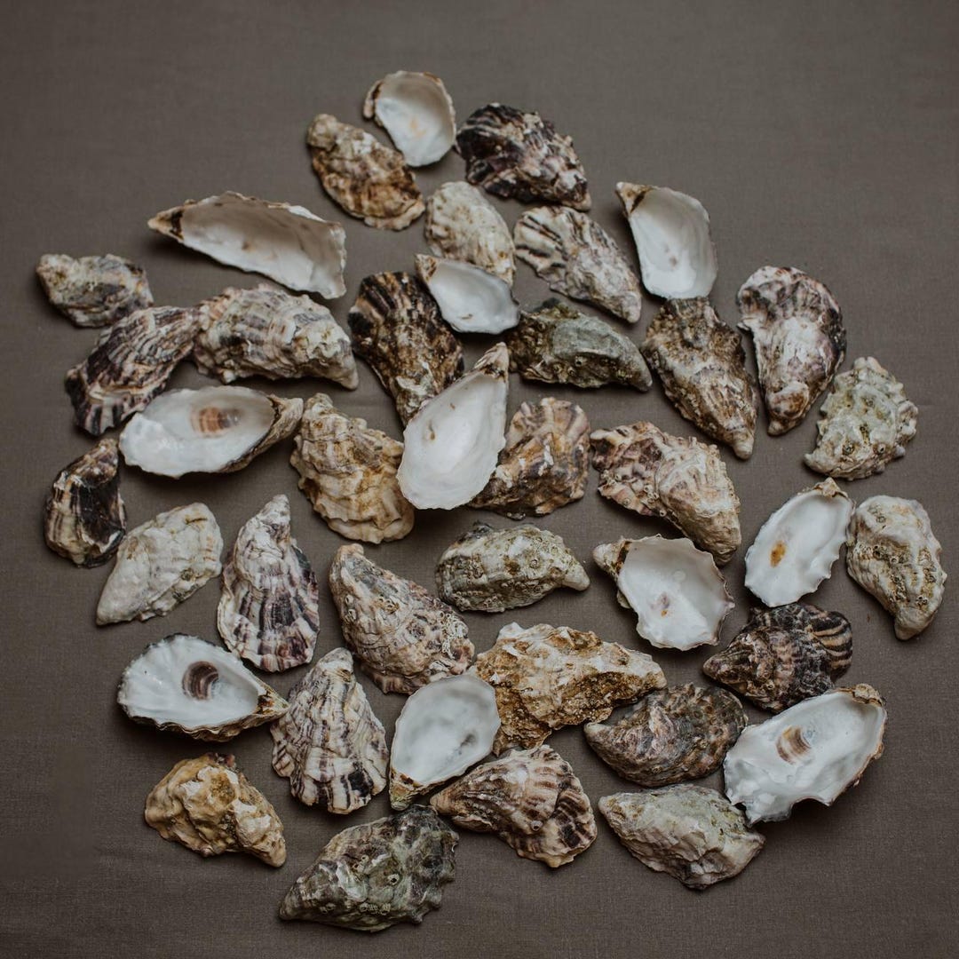 Large Cleaned Natural Oyster Shells, Seashells, Shell Craft Supplies ...