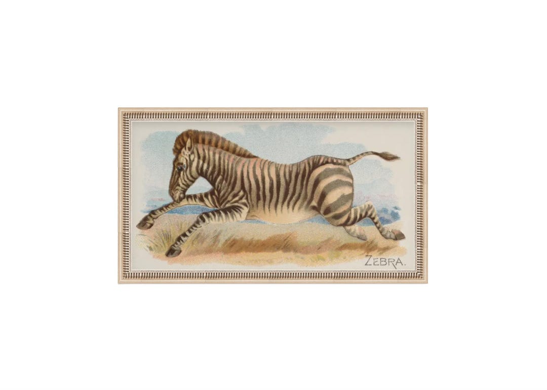 Vintage Zebra Print Vintage Art Print Zebra Art - Etsy