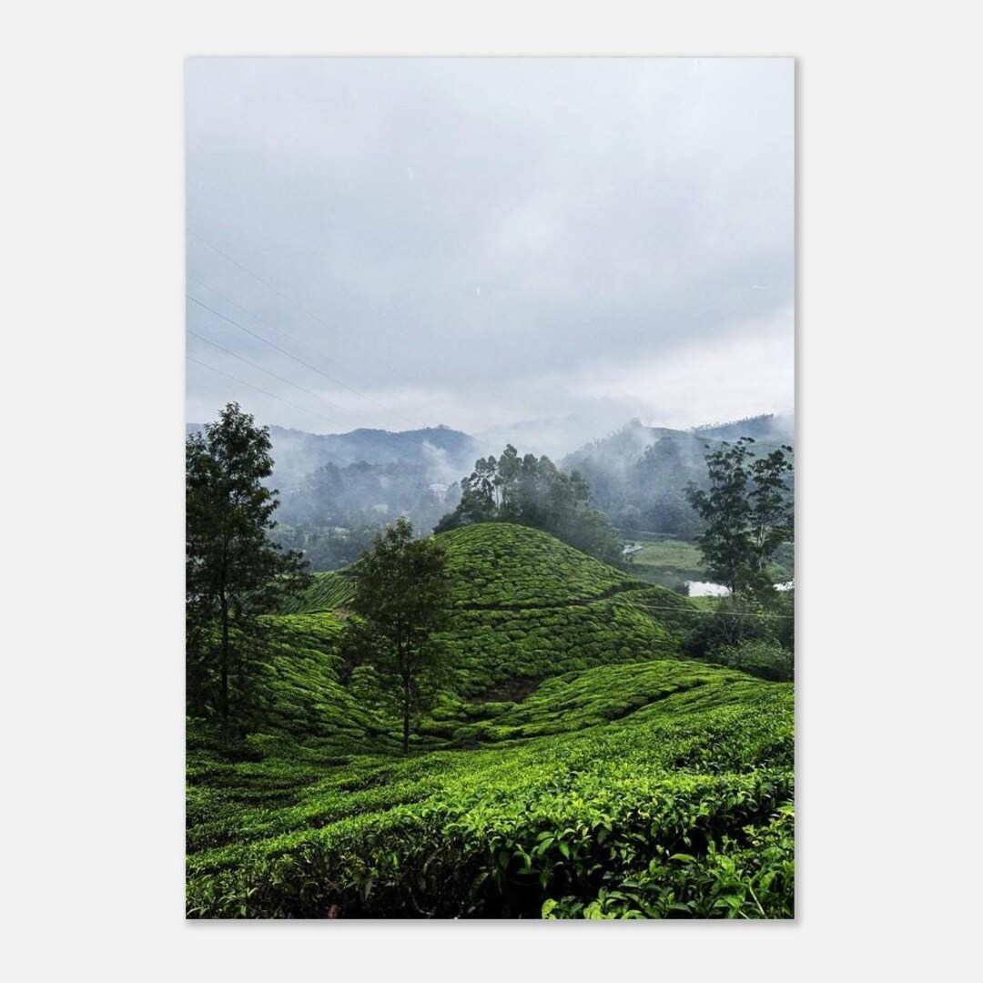 Munnar Hills 2 | Tea Gardens Kerala, India | Colour Image Photography ...