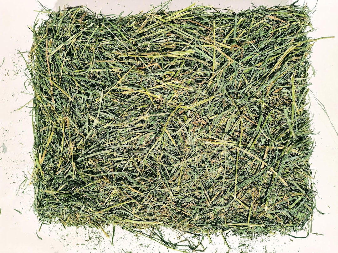5 Lbs of Hay, 3rd Cutting Orchard Grass Alfalfa Mix for Rabbits ...