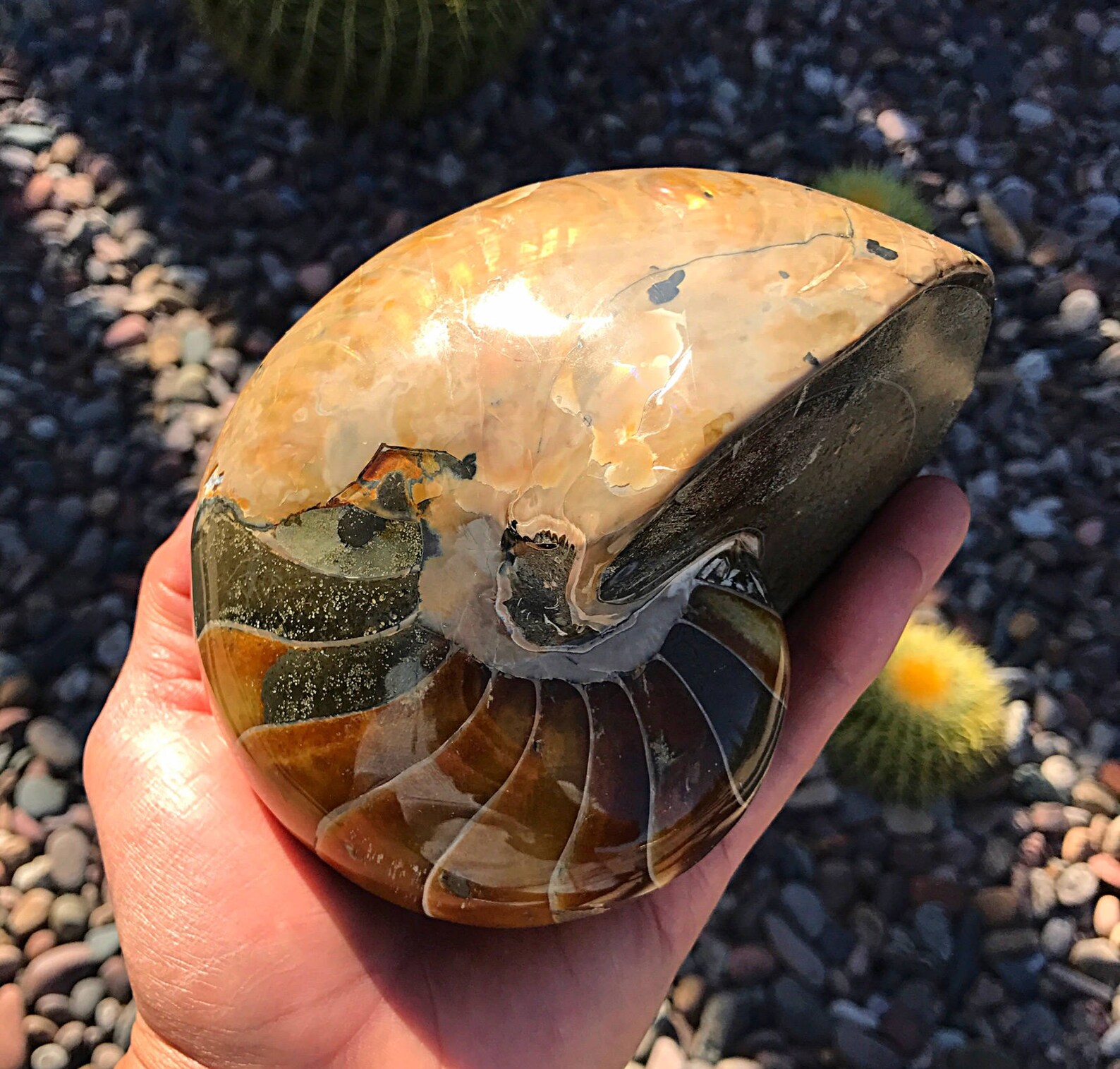 X-large Fossilized Ammonite Stone - Etsy