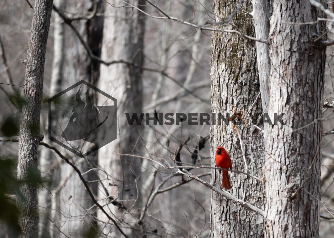 Stillness in Scarlet - 8x10 Picture of a Stunning Red Cardinal Bird ...