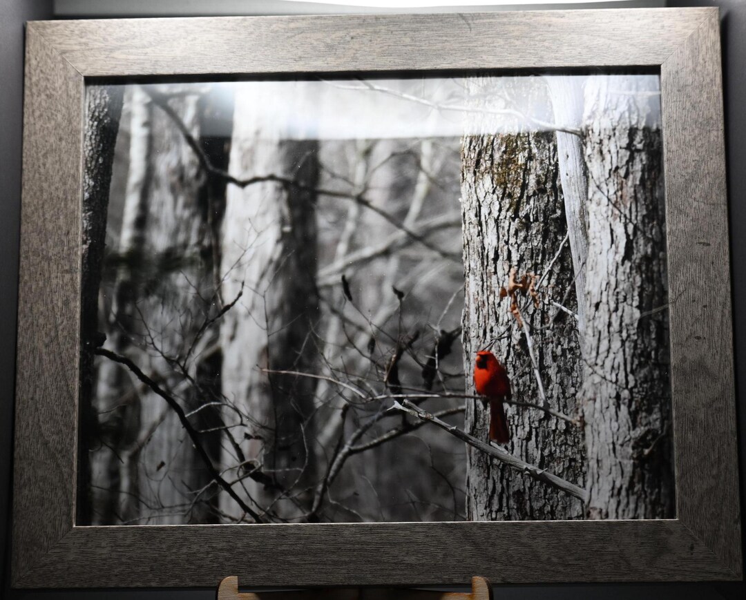 Cardinal Photograph - 8x10 Picture of a Stunning Red Cardinal Bird ...