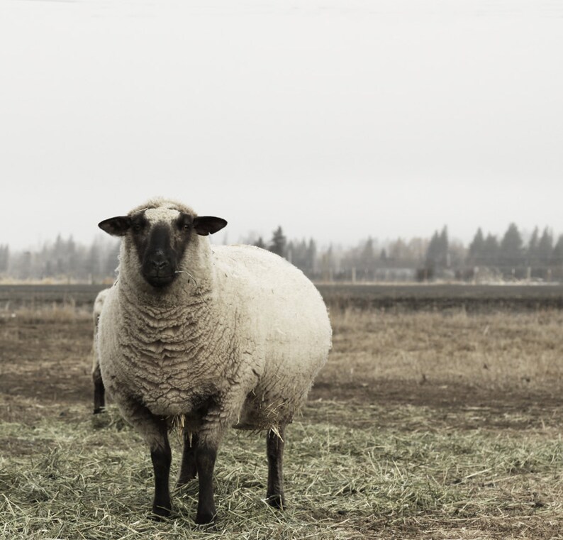 Sheep Photography Sheep Animal Photography | Etsy
