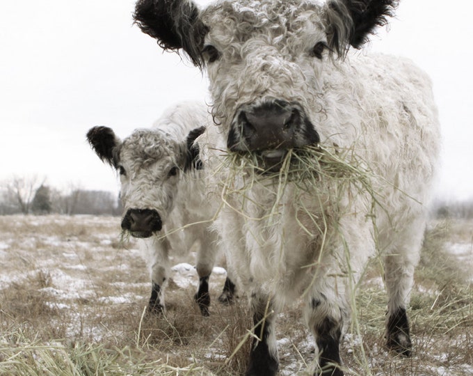 White Cow Photograph Two White Cows Animal Photography French Country ...