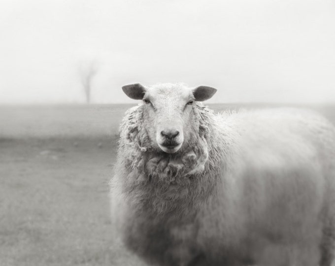 Sheep Photography Animal Photography French Country Photography - Etsy