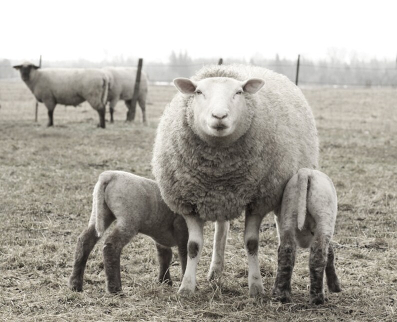 Sheep Photography Sheep Animal Photography | Etsy