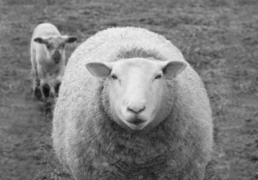 Sheep Photography Sheep Animal Photography | Etsy