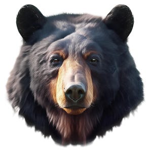 Black Bear Clipart | Majestic Black Bear Clipart Bundle | 10 High ...