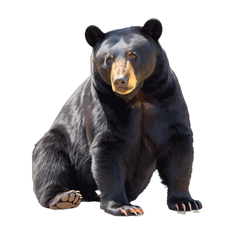 Black Bear Clipart | Majestic Black Bear Clipart Bundle | 10 High ...