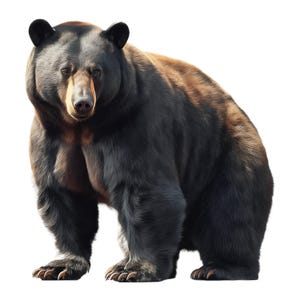 Black Bear Clipart | Majestic Black Bear Clipart Bundle | 10 High ...