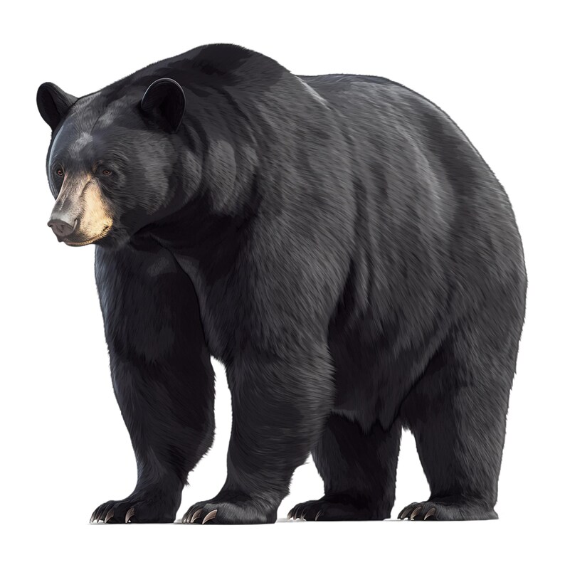 Black Bear Clipart | Majestic Black Bear Clipart Bundle | 10 High ...