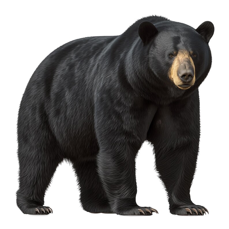 Black Bear Clipart | Majestic Black Bear Clipart Bundle | 10 High ...