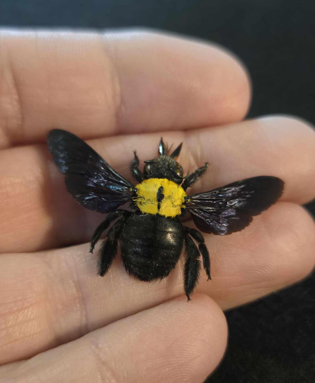 Golden Yellow Carpenter Bee Specimen Spread - Etsy