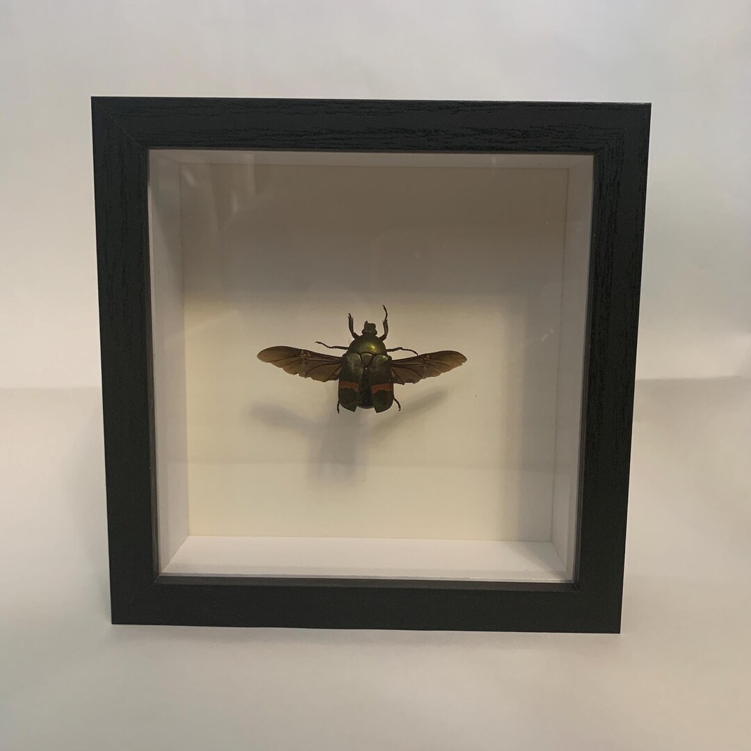 African Flower Beetle Shadow Box (discounted) - Etsy