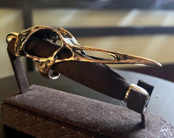 Cormorant Skull - Etsy