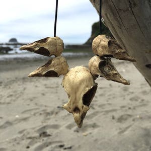 Hawk Skull Trophy Necklace - Etsy