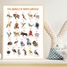 Watercolor Animal Alphabet Poster: North American Wildlife Nursery Art ...