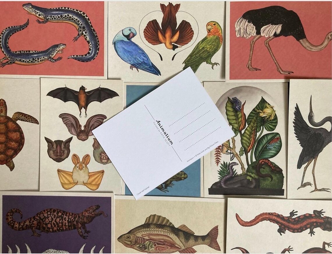 Animalium Postcards: Collectible Animal Museum Art Prints - LUCKY DIP ...