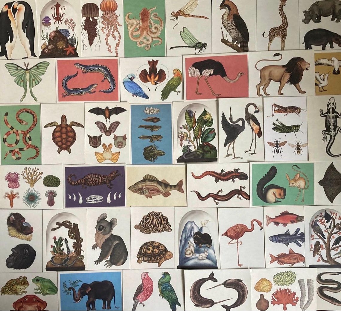 Animalium Postcards: Collectible Animal Museum Art Prints - LUCKY DIP ...