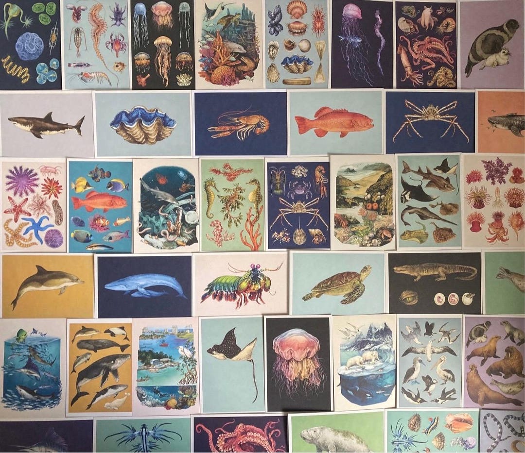 Oceanarium Postcards: Collectible Sealife Art Prints - LUCKY DIP! - Etsy