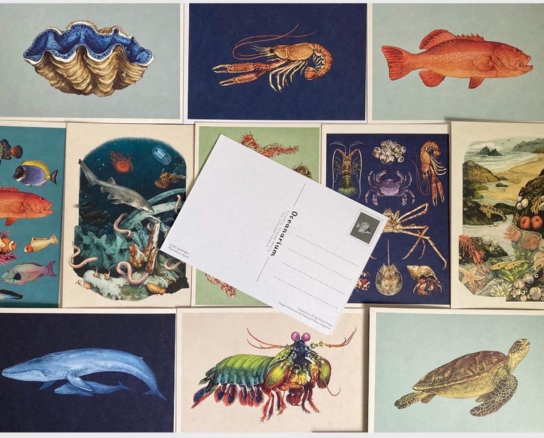 Oceanarium Postcards: Collectible Sealife Art Prints - LUCKY DIP! - Etsy
