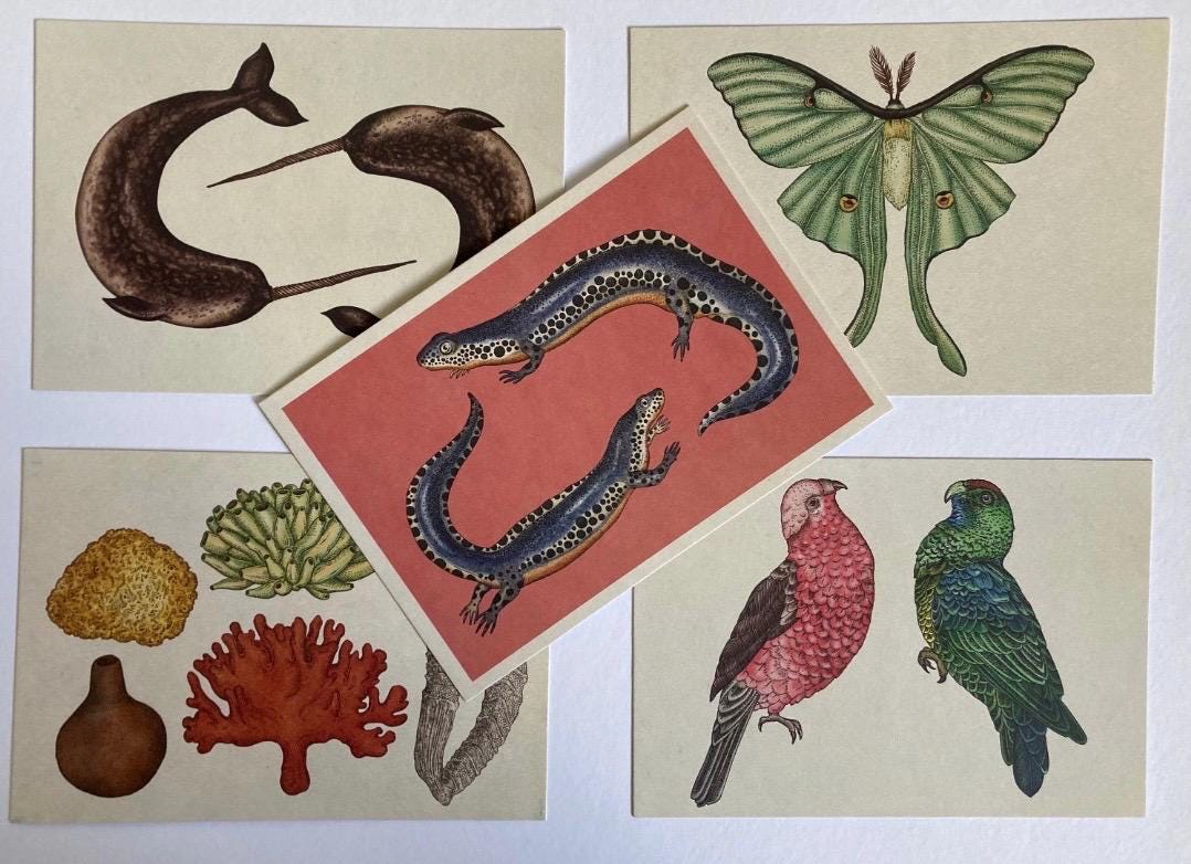 Animalium Postcards: Collectible Animal Museum Art Prints - LUCKY DIP ...