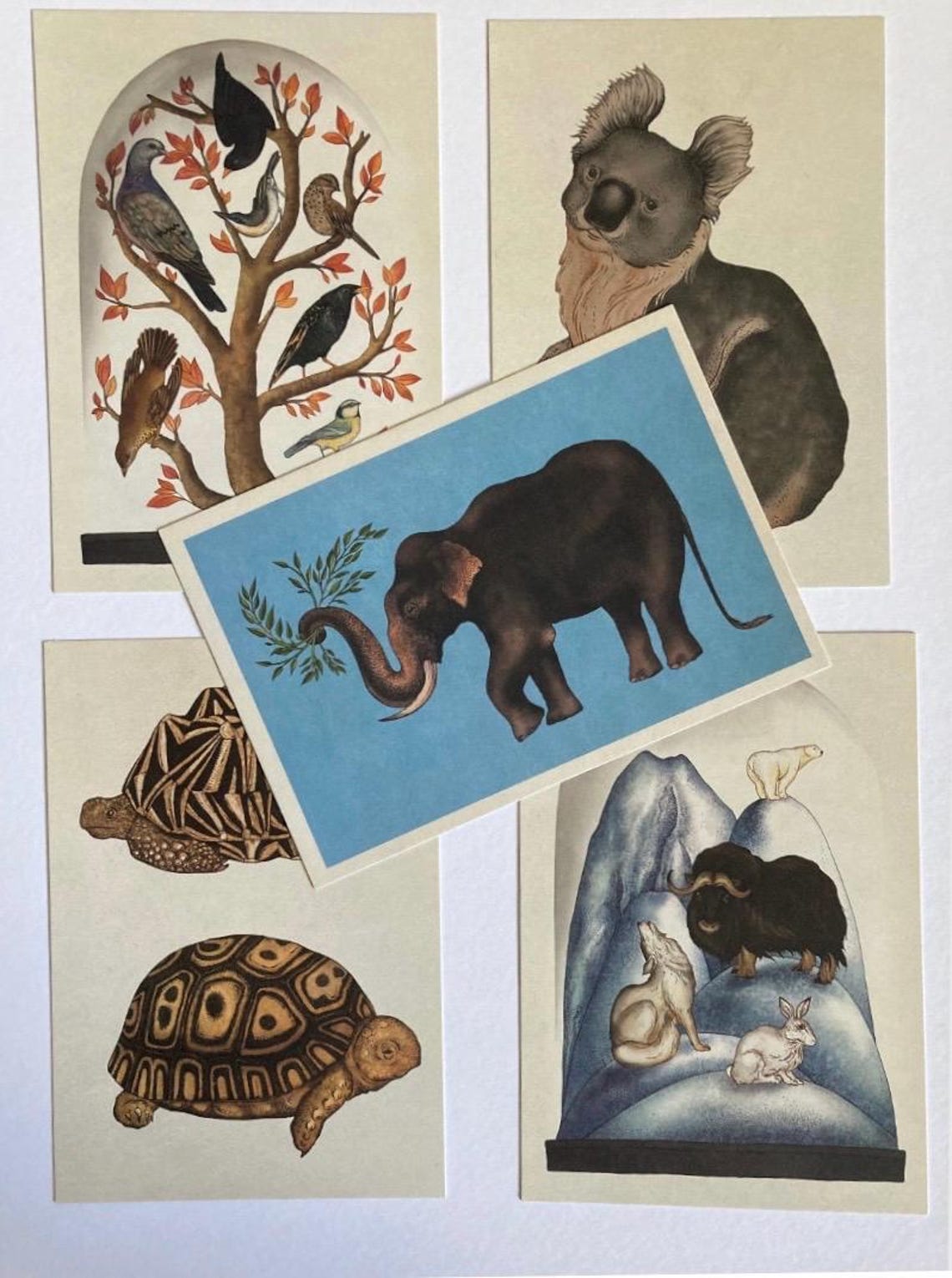 Animalium Postcards: Collectible Animal Museum Art Prints - LUCKY DIP ...