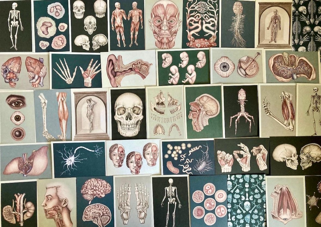 Anatomicum Postcards: Collectible Human Anatomy Museum Art Prints ...