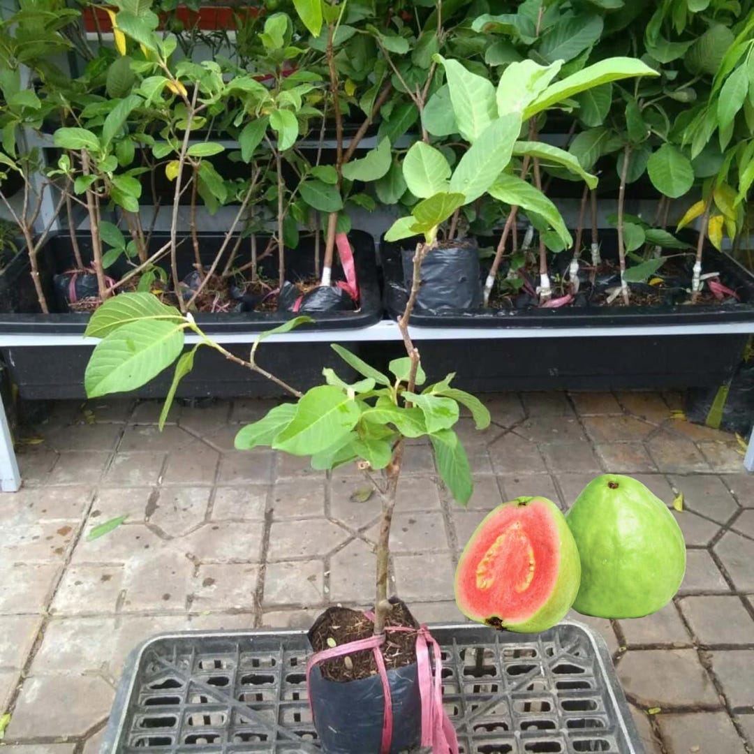 Guava Tree, Pink Guava Tree Live Plant, Guava Fruit Tree, 4 to 8 Tall - Etsy