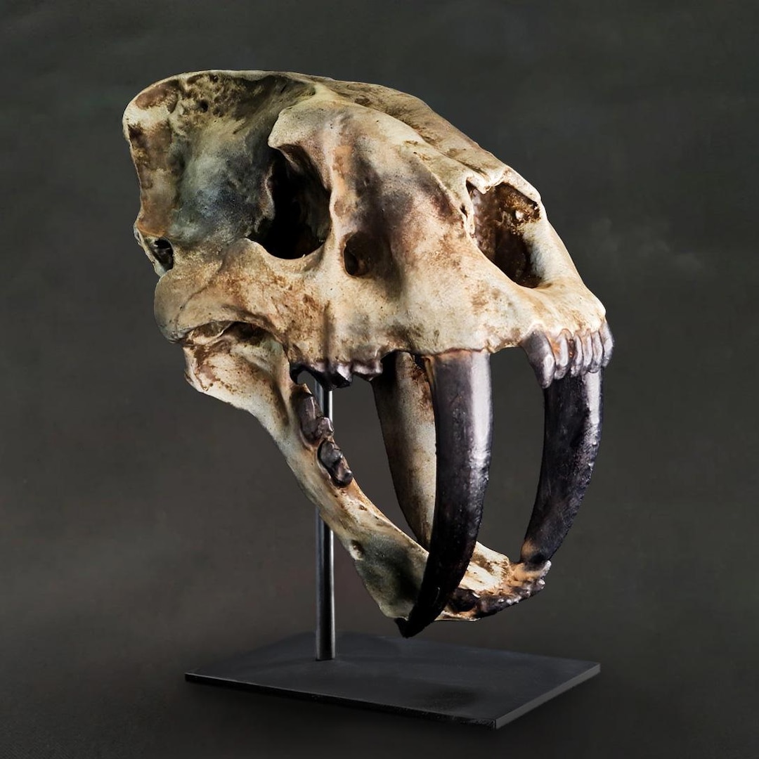Sabertooth Tiger smilodon Skull Replica Museum-quality Fossil ...