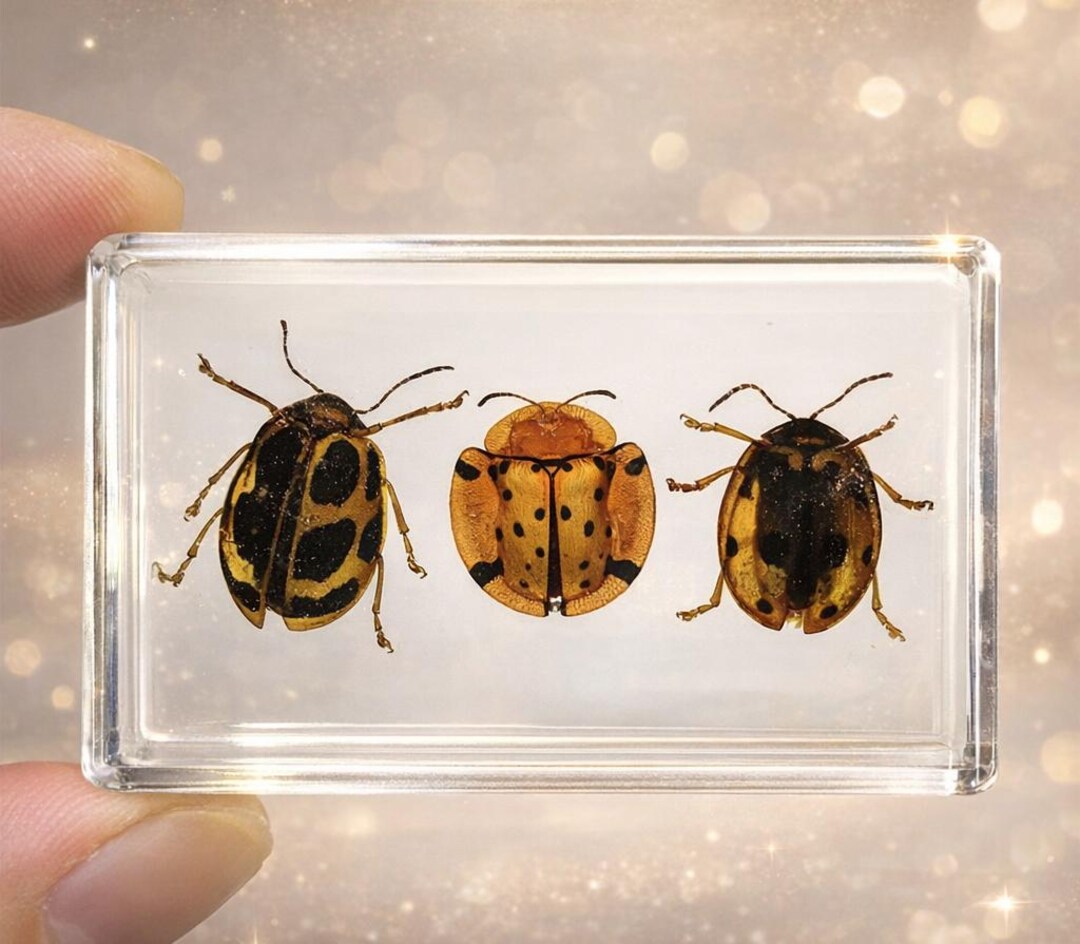 Resin Preserved Arthropod Display – Educational Science Collection ...