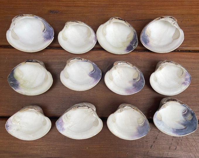 1 Dozen Medium Clam Shells Northern Quahog Wampum for Crafts, Weddings ...