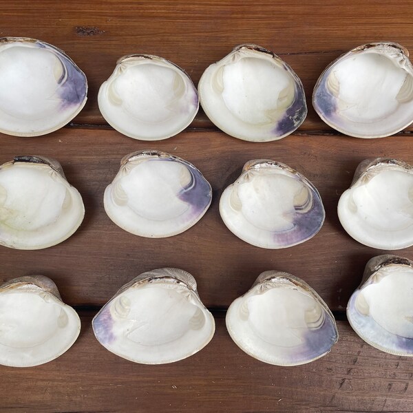 Quahog Shell - Etsy