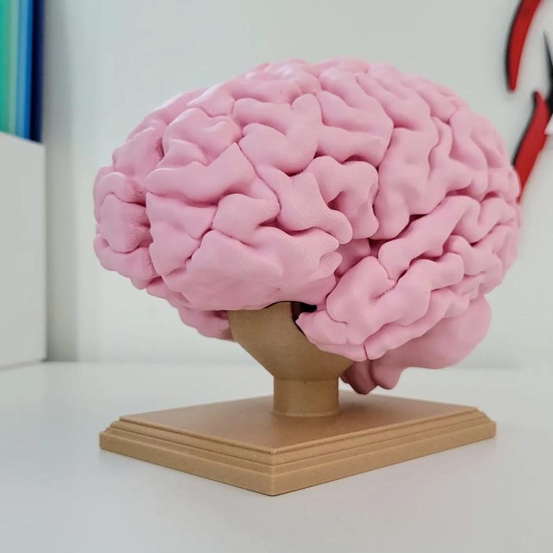 Brain Sculpture - Etsy