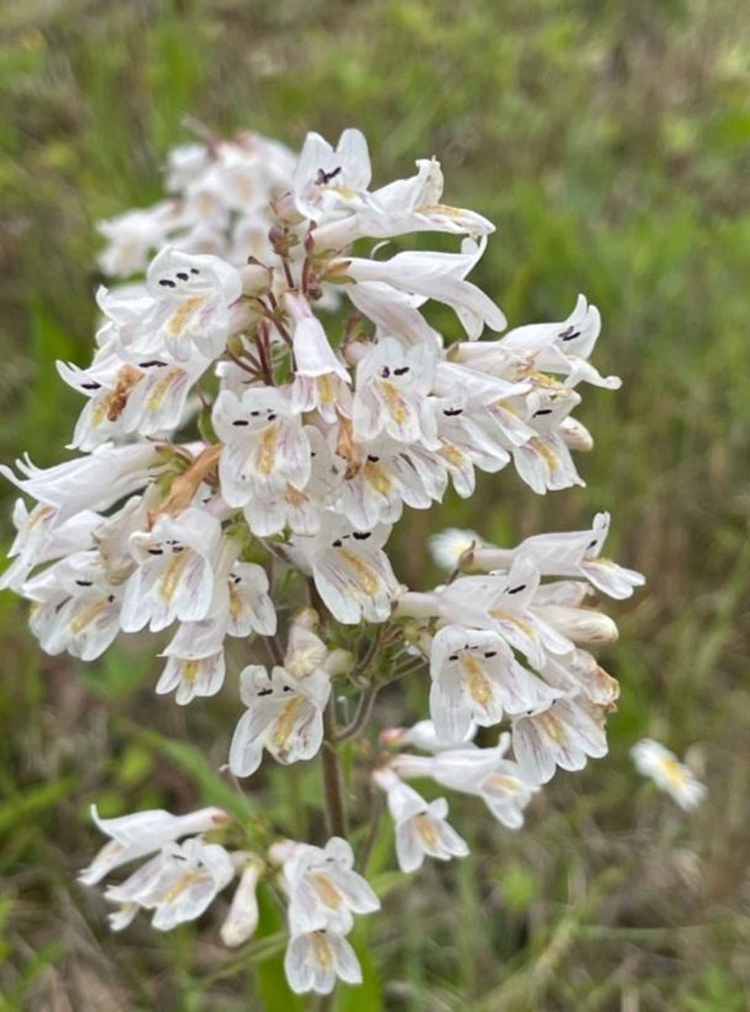 Plant Now! Pale Beard's Tongue | Delicate Native Wildflower Pollinator ...