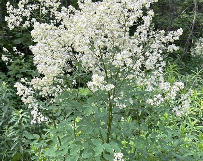 Purple Meadow Rue Live Plant - Native Perennial for Shade, Pollinators ...