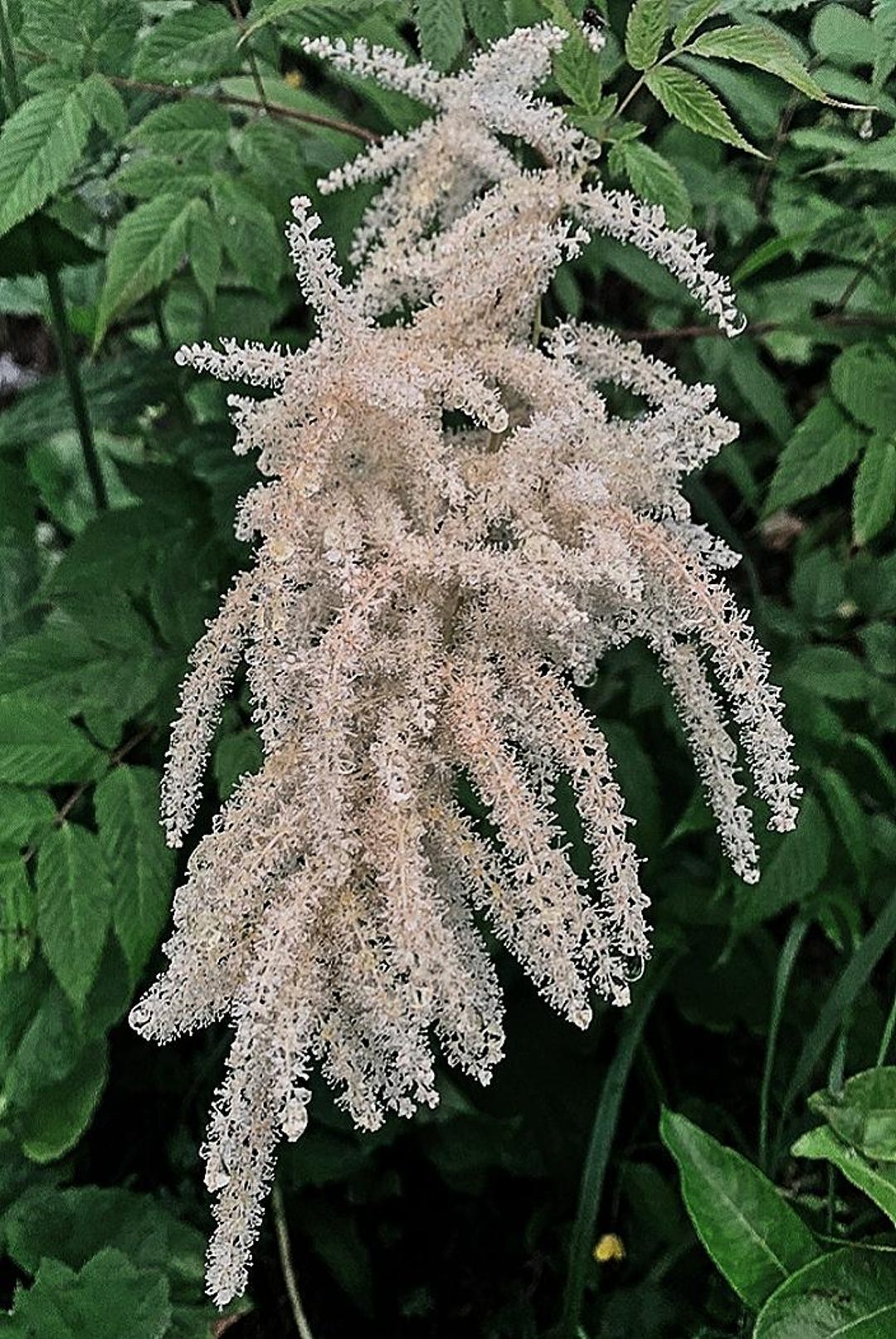 Goat's Beard: A Bold Native Perennial Beauty for Shade Gardens and ...