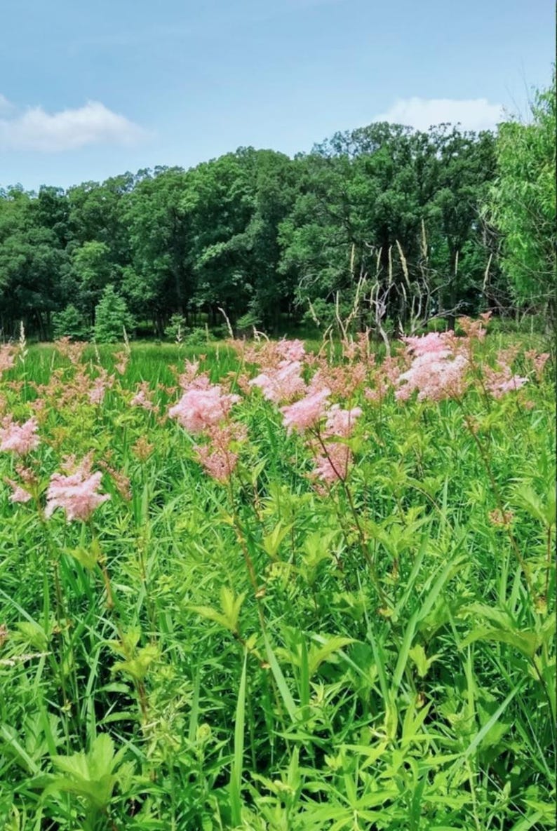 Queen of the Prairie: A Regal Native Perennial Wildflower Addition to ...