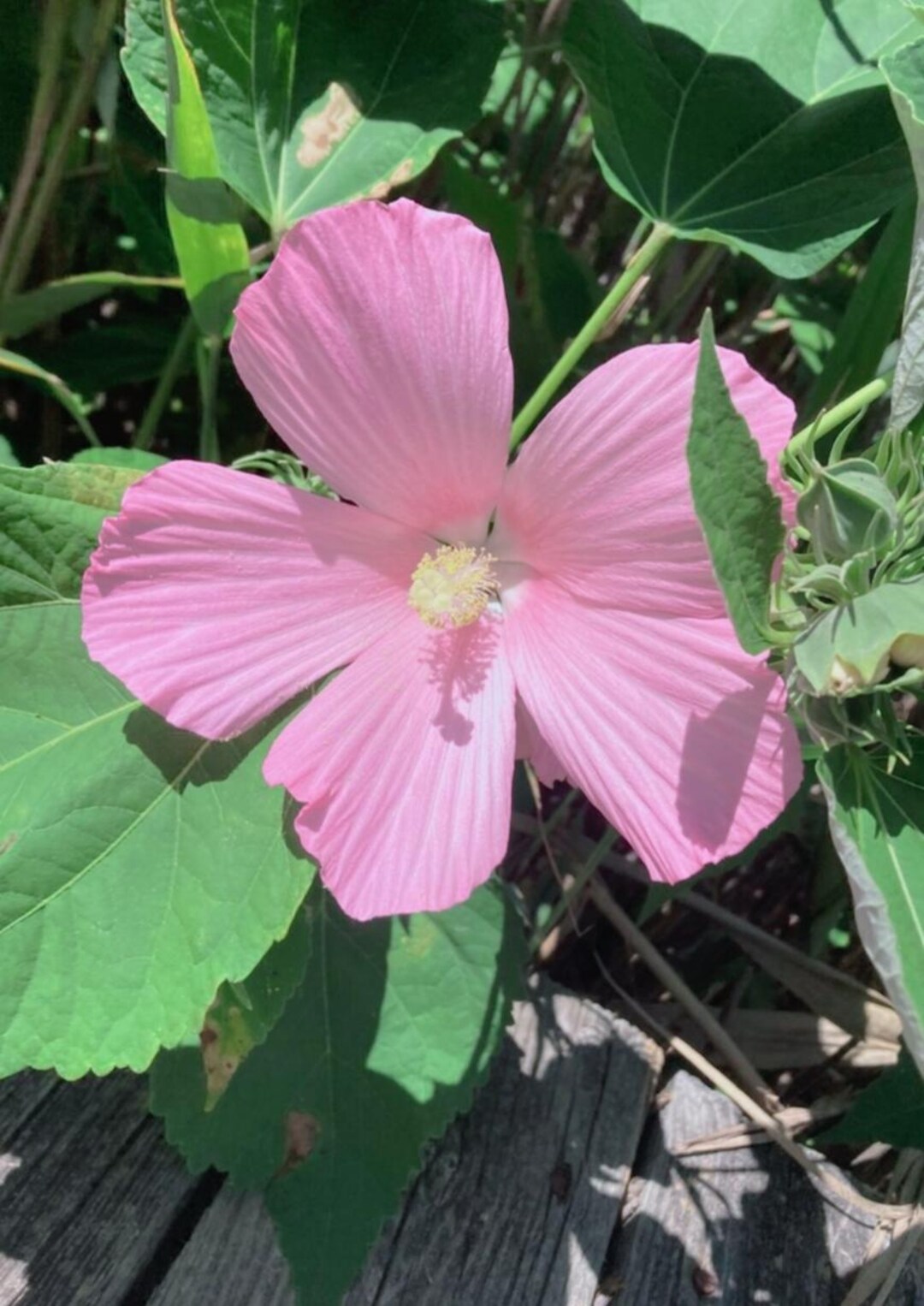 Swamp Rose Mallow: A Stunning Native Perennial Wildflower Beauty for ...