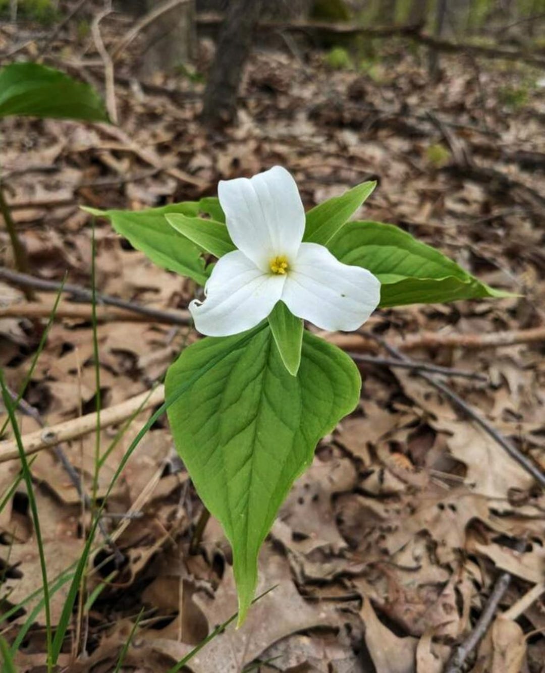 Plant Now! Great White Trillium: A Timeless Native Elegance for Your ...