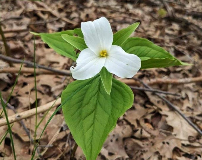 Plant Now! Great White Trillium: A Timeless Native Elegance for Your ...