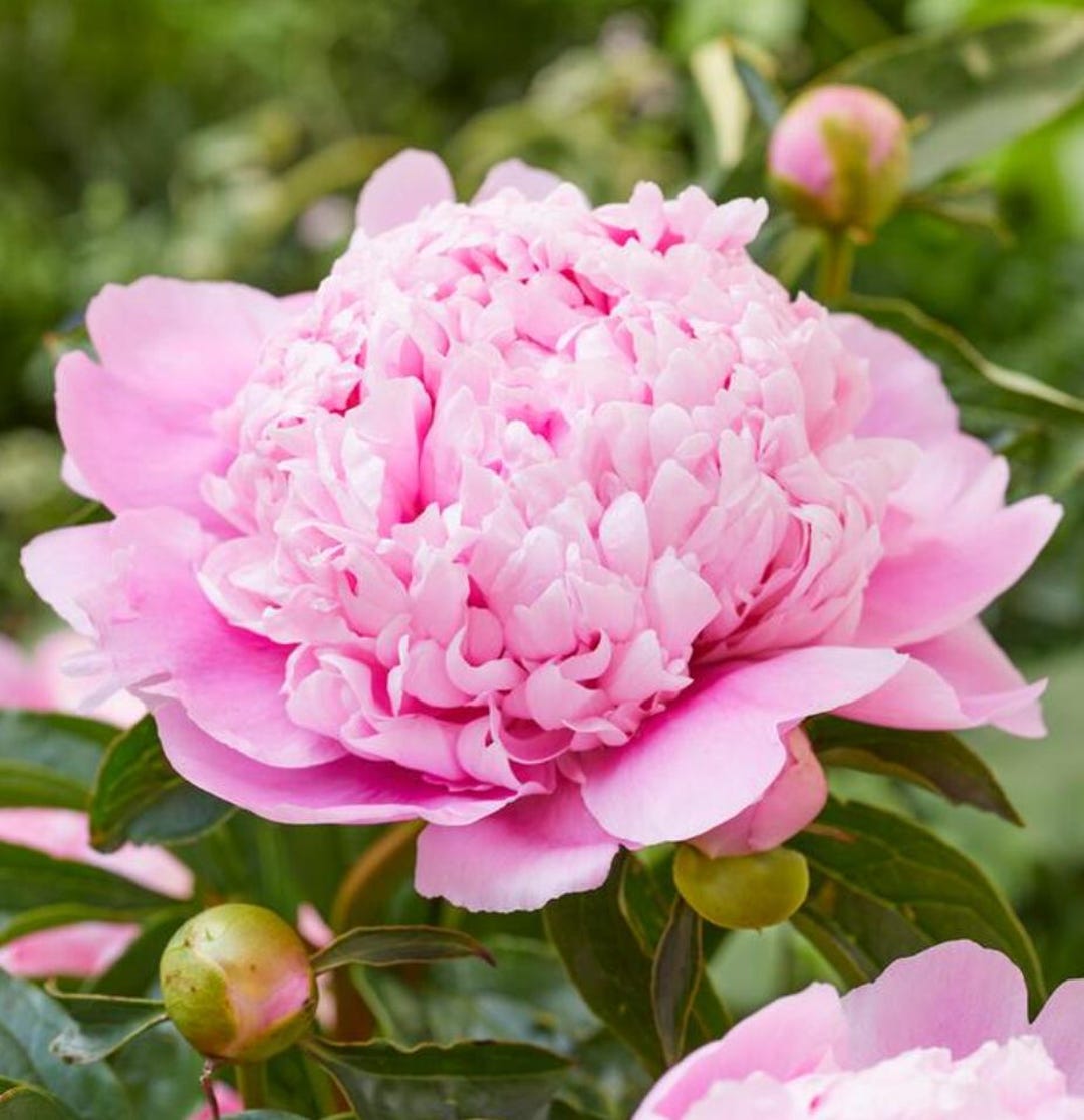 Paeonia 'mons Jules Elie' – Fragrant Heirloom Peony | Large Double Pink Blooms | Long-lived ...