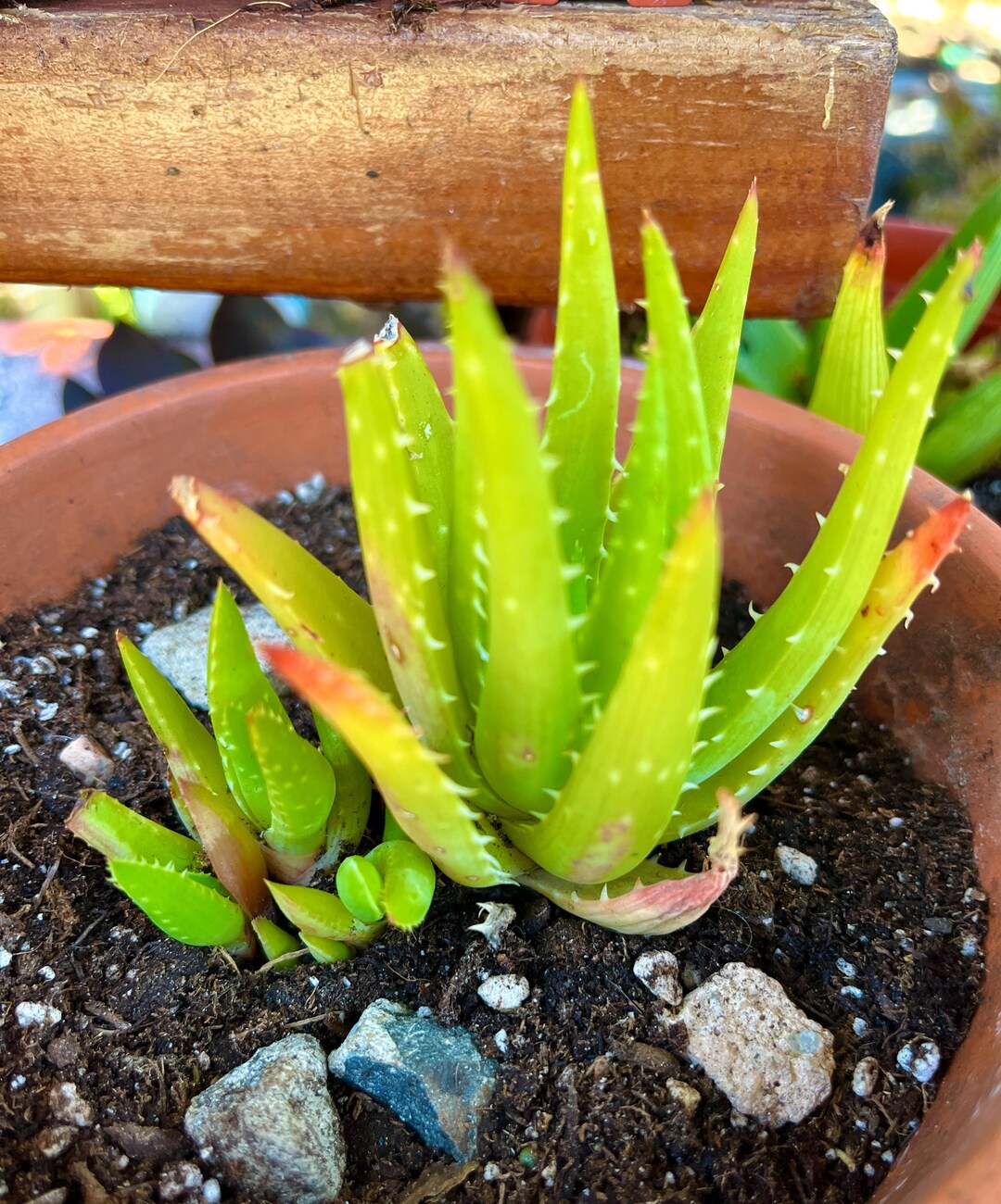 Aloe Crosbys Prolific - Etsy