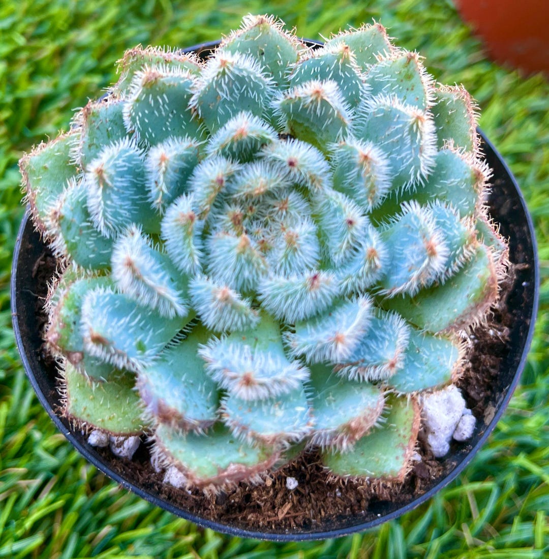 Echeveria Setosa Mexican Firecracker - Etsy
