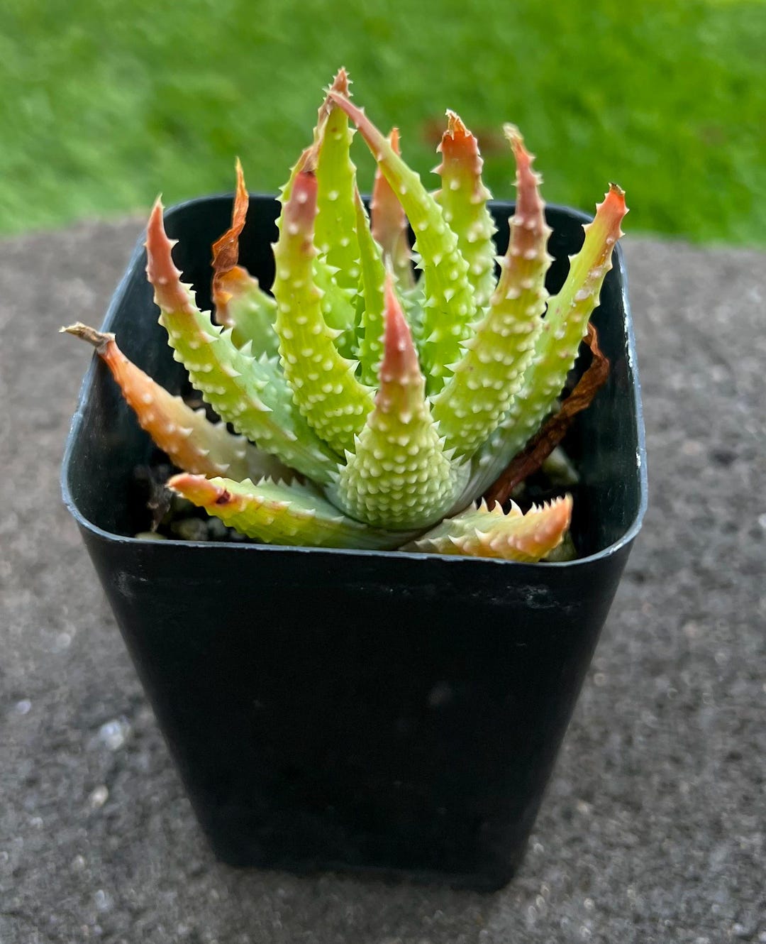 Aloe Humilis / 'spider Aloe' - Etsy