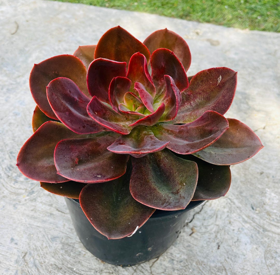 Echeveria Linda Jean / Succulent Autumn Flame - Etsy