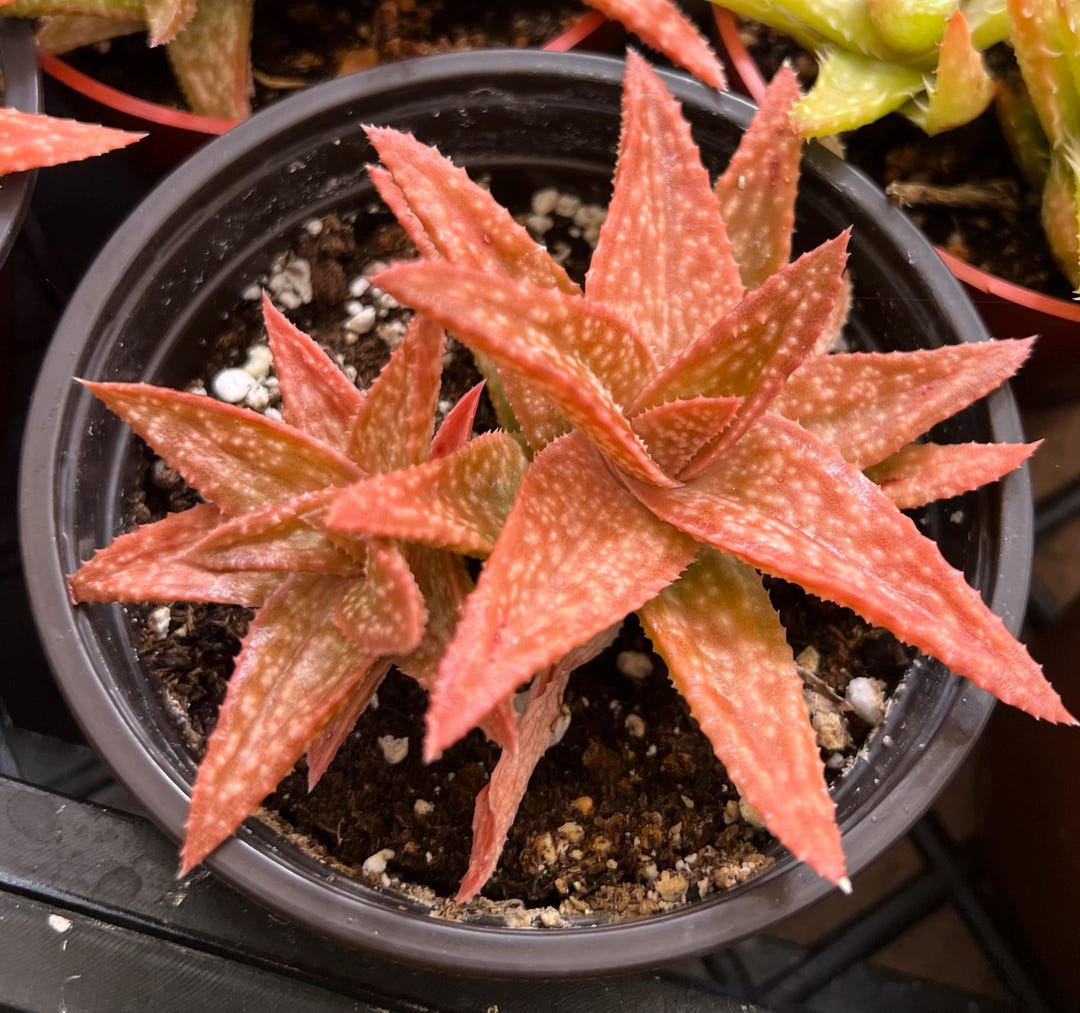 Aloe Congolensis - Etsy